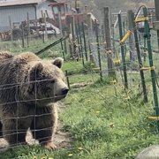 OLYMPIC GAME FARM - 652 Photos & 331 Reviews - Zoos - 1423 Ward Rd ...