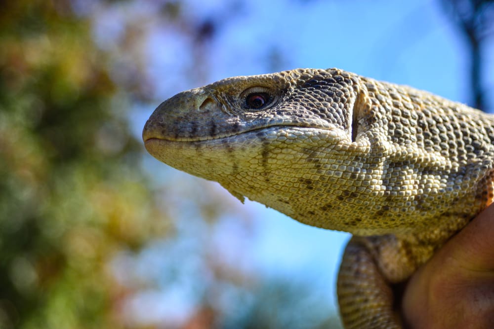 REPTILE RON ANIMAL PRESENTATIONS - Updated June 2024 - 36 Photos ...