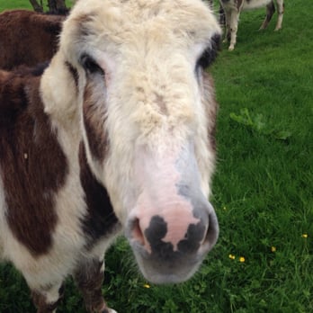 DONKEY SANCTUARY - 18 Photos - Knockardbane, Liscarroll, Co. Cork ...