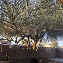 TREE MONKEY TREE TRIMMING - 36 Photos & 42 Reviews - Tucson, Arizona ...