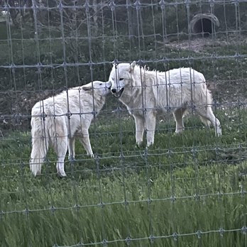 THE WOLF SANCTUARY OF PA - Updated November 2025 - 289 Photos & 137 ...