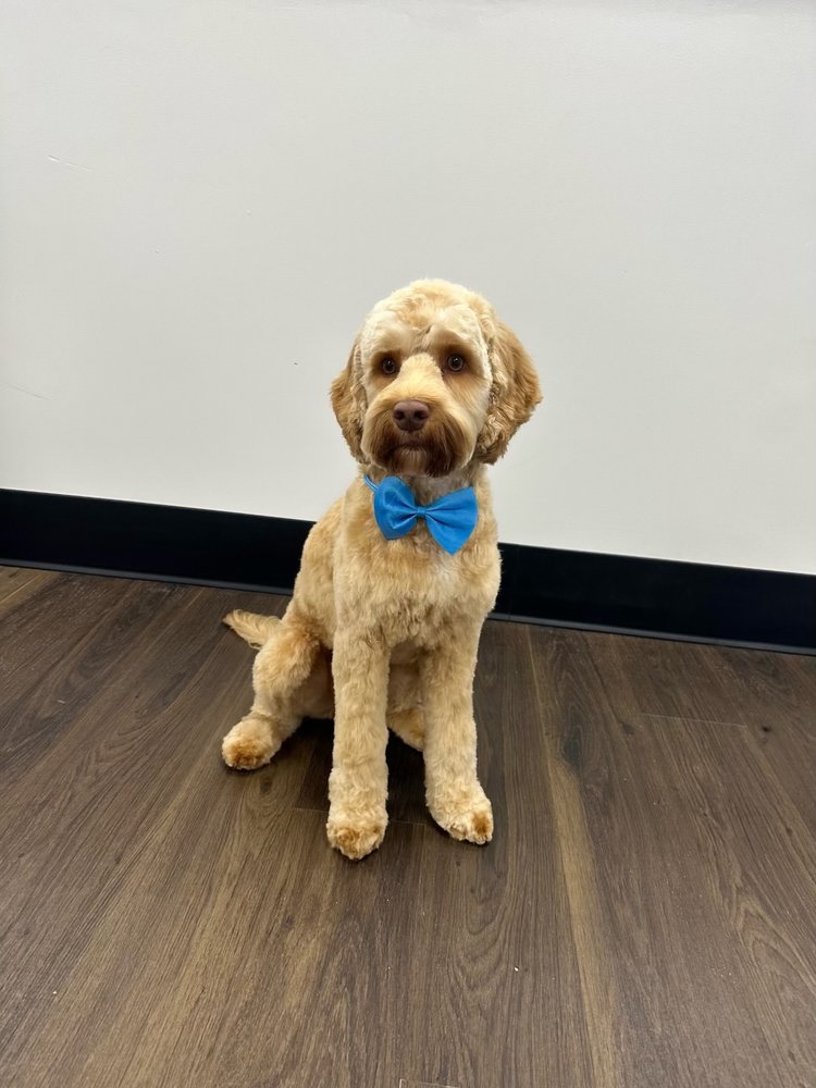 SAM’S DAPPER DOG - Updated September 2025 - 27 Photos - 346 S Broadway ...