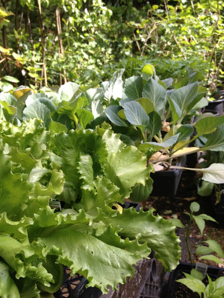 TAKING ROOT NURSERY - Updated December 2025 - 15527 81st Ave NE ...