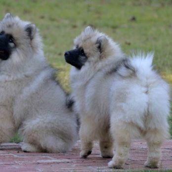 BLUE SKY PUPPIES ORLANDO - Updated May 2024 - 60 Photos & 38 Reviews ...