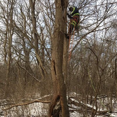 WHITE PINE TREE SERVICE - Updated December 2025 - 17 Photos - 24019 ...