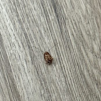 GREEN TREE INN - Updated January 2025 - 44 Photos & 31 Reviews - 2596 ...