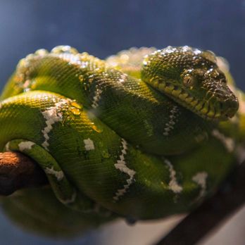 STATEN ISLAND ZOO - Updated July 2024 - 300 Photos & 89 Reviews - 614 ...