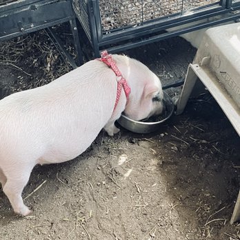 HAPPI FARM - Updated November 2024 - 357 Photos & 134 Reviews - 10251 ...