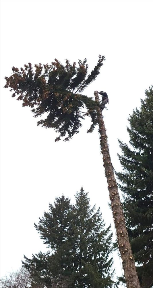 TOP TO BOTTOM TREE SERVICE - Updated September 2025 - Request a Quote ...