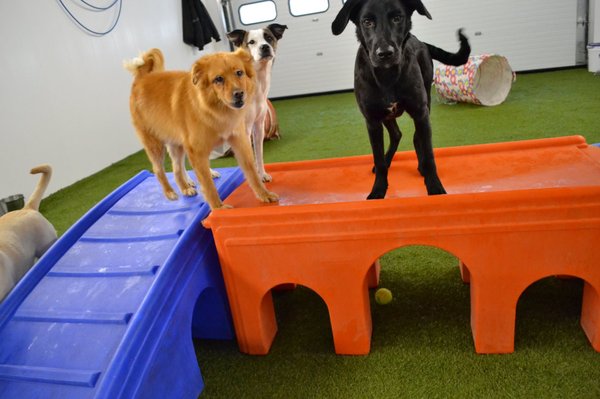 MUTTY PAWS ACADEMY - Updated September 2025 - 74 Photos & 30 Reviews ...