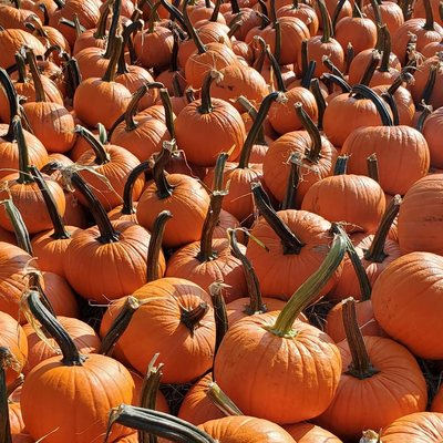 ALLANDALE FARM - Updated October 2024 - 105 Photos & 69 Reviews - 259 ...