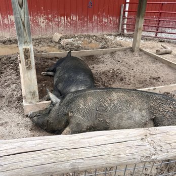 BLANK PARK ZOO - Updated October 2025 - 344 Photos & 85 Reviews - 7401 ...