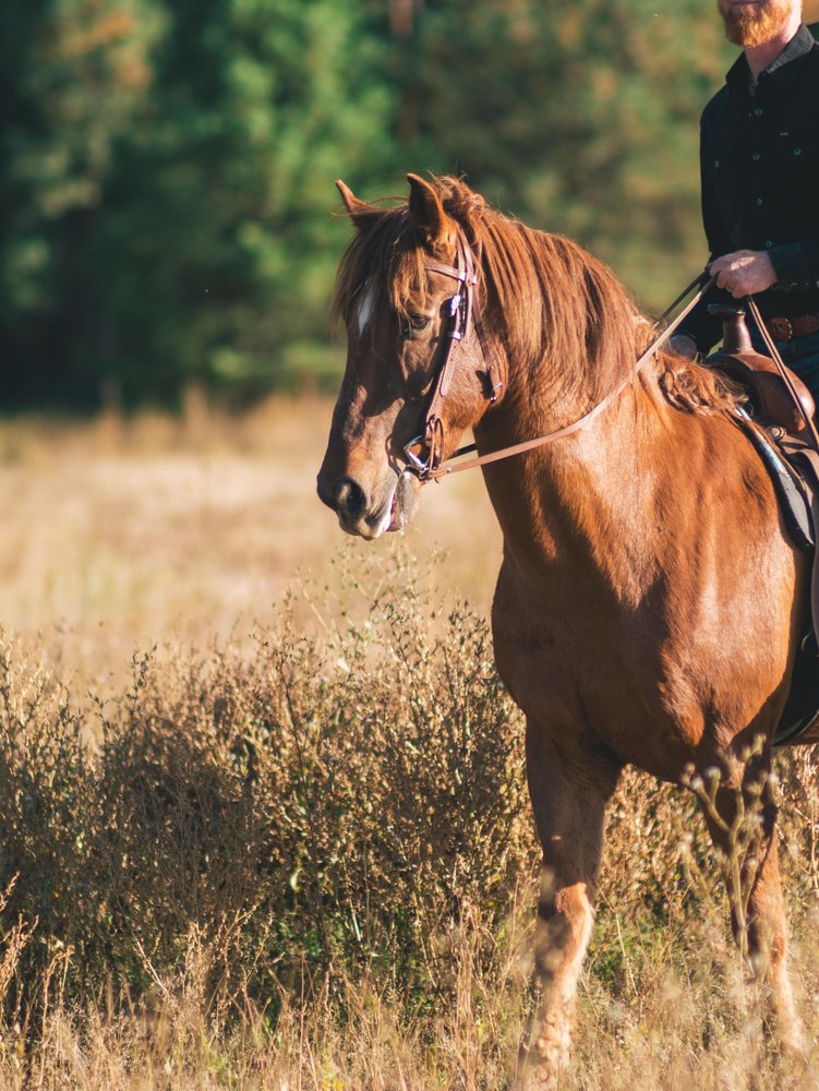 GLORYVIEW RANCH - Updated July 2025 - 20 Photos - 12363 Bluebird Meadow Rd, Parks, Arizona ...