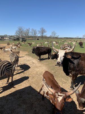 GLOBAL WILDLIFE CENTER - 557 Photos & 126 Reviews - 26389 Hwy 40 ...