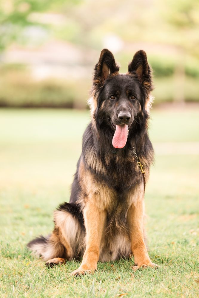 K9 INTUITION DOG TRAINING - Updated December 2025 - 102 Photos & 100 ...