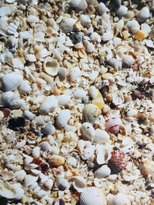 BLIND PASS BEACH - 28 Photos - 6725 Manasota Key Rd, Englewood, FL - Yelp