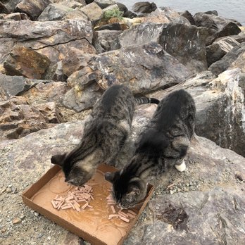 CAT JETTY - Updated December 2025 - 163 Photos & 18 Reviews - 2510 ...