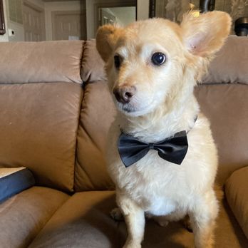 PAWGO - Updated July 2024 - 94 Photos & 149 Reviews - 46 W Hatcher Rd ...