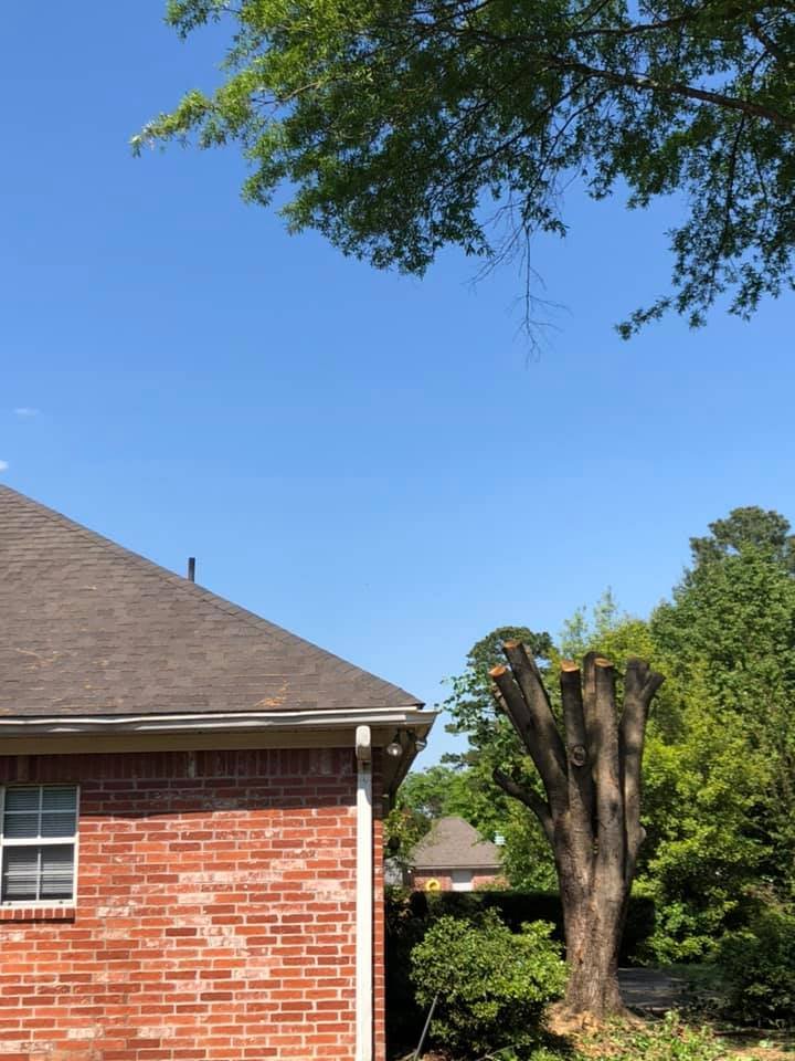 DYLAN TREE SERVICES - Updated December 2025 - 43 Photos - Little Rock ...