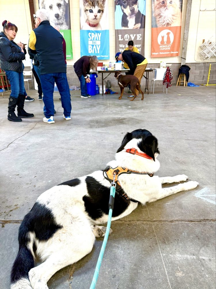 BERKELEY HUMANE - Updated June 2026 - 69 Photos & 135 Reviews - 2700 ...