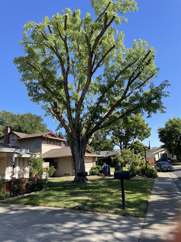 KRONOS TREE CARE - Updated August 2024 - 59 Photos & 17 Reviews - 9620 ...