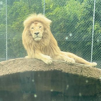 TIGER WORLD - Updated December 2025 - 449 Photos & 120 Reviews - 4400 ...