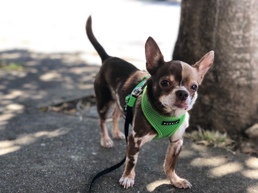 THE PET AGENCY SF - Updated October 2024 - 12 Photos - San Francisco ...