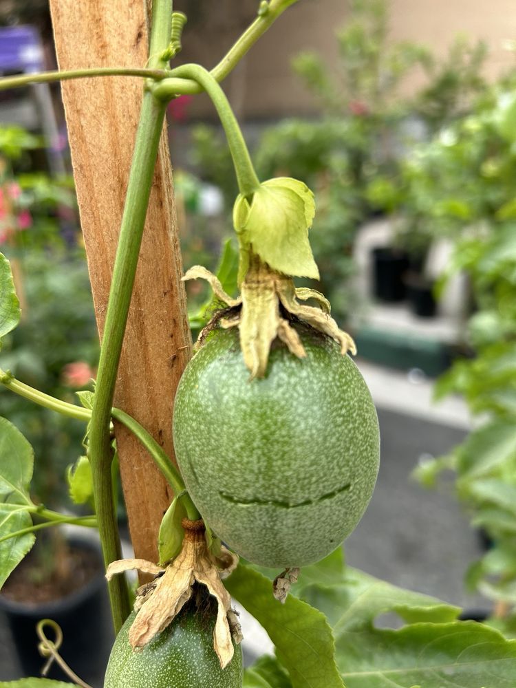 ALHAMBRA FARMERS MARKET - Updated March 2025 - 494 Photos & 74 Reviews ...