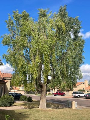 TREE PROS - Updated October 2025 - 52 Photos & 226 Reviews - 2836 W ...