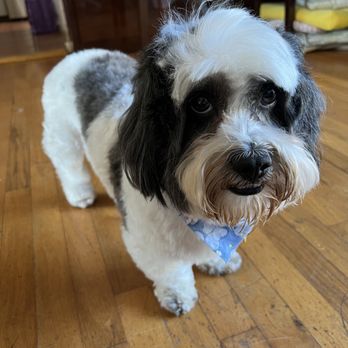 BLUE POOCH - Updated April 2025 - 747 Photos & 321 Reviews - 11737 W ...