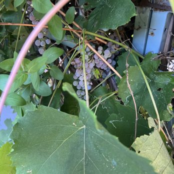 PIGNIC PUB & PATIO - Updated June 2025 - 672 Photos & 267 Reviews - 235 ...