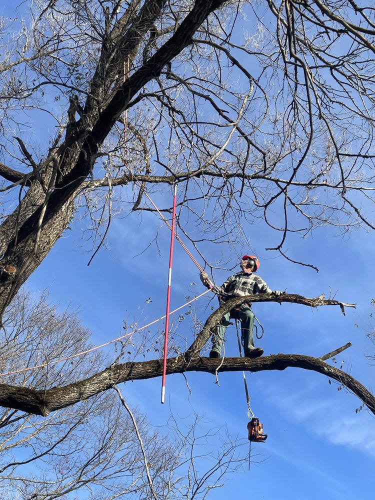 WELSH TREE CARE - Updated July 2025 - Request a Quote - 13 Photos - Ballston Lake, New York ...