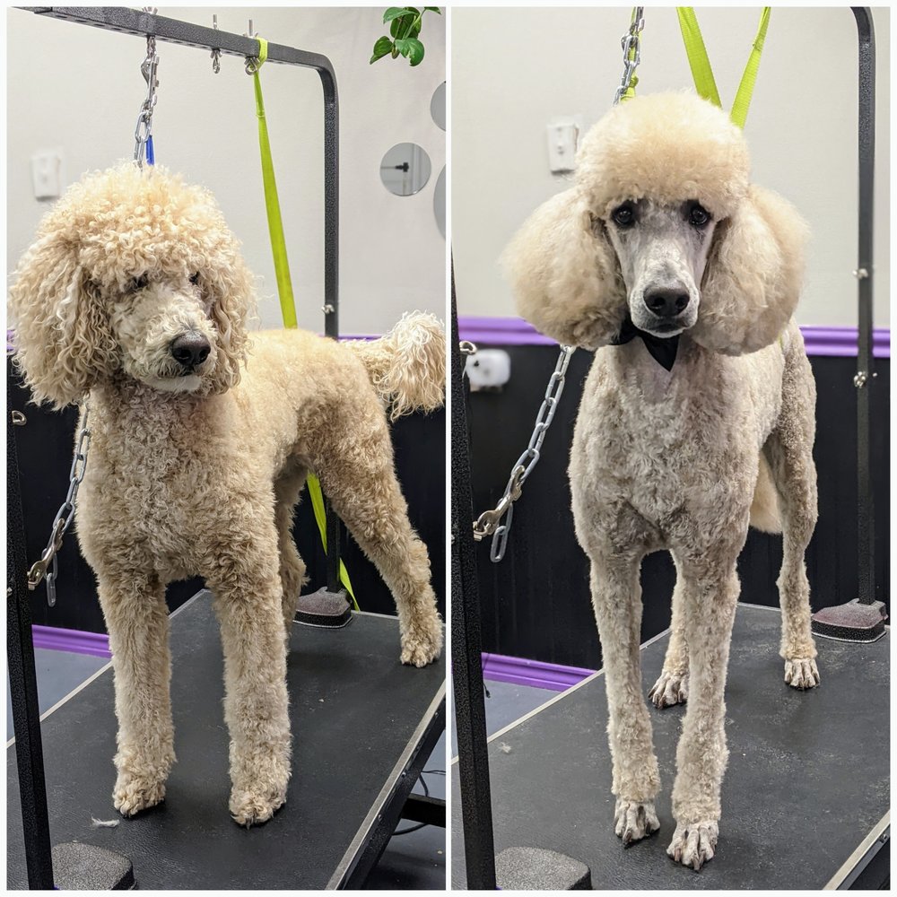 DEAN’S GROOM SHOP - Updated December 2025 - 75 Photos & 38 Reviews ...