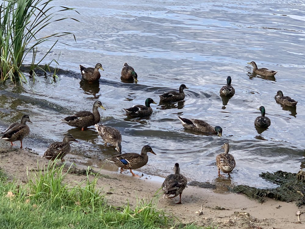 KOLLEN PARK - Updated July 2024 - 28 Photos - 240 Kollen Park Dr ...