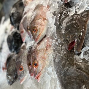 SALT 64 - Updated November 2025 - 576 Reviews & 358 Photos - 6404 E Oak ...