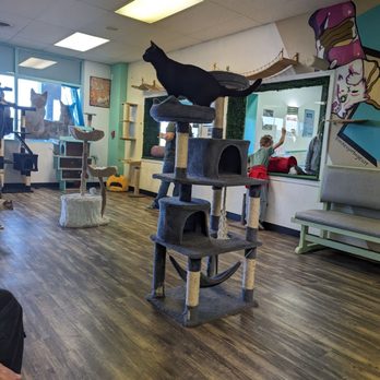 MOCHAS AND MEOWS - Updated October 2024 - 124 Photos & 70 Reviews ...