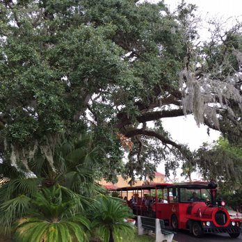 THE OLD SENATOR TREE - Updated October 2025 - 36 Photos & 12 Reviews ...