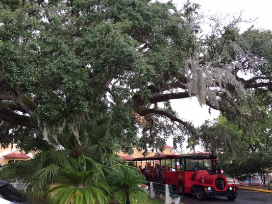 THE OLD SENATOR TREE - Updated December 2024 - 28 Photos & 11 Reviews ...