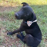 PRICELESS PET RESCUE - CHINO HILLS - 177 Photos & 193 Reviews - Animal ...