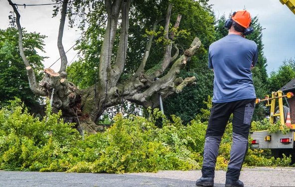 THE TREE ANGLERS - Updated December 2025 - Springfield, Ohio - Tree ...