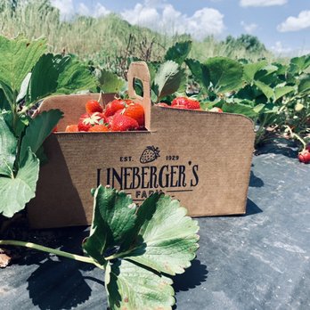 LINEBERGER’S MAPLE SPRINGS STRAWBERRIES - Updated December 2025 - 29 ...