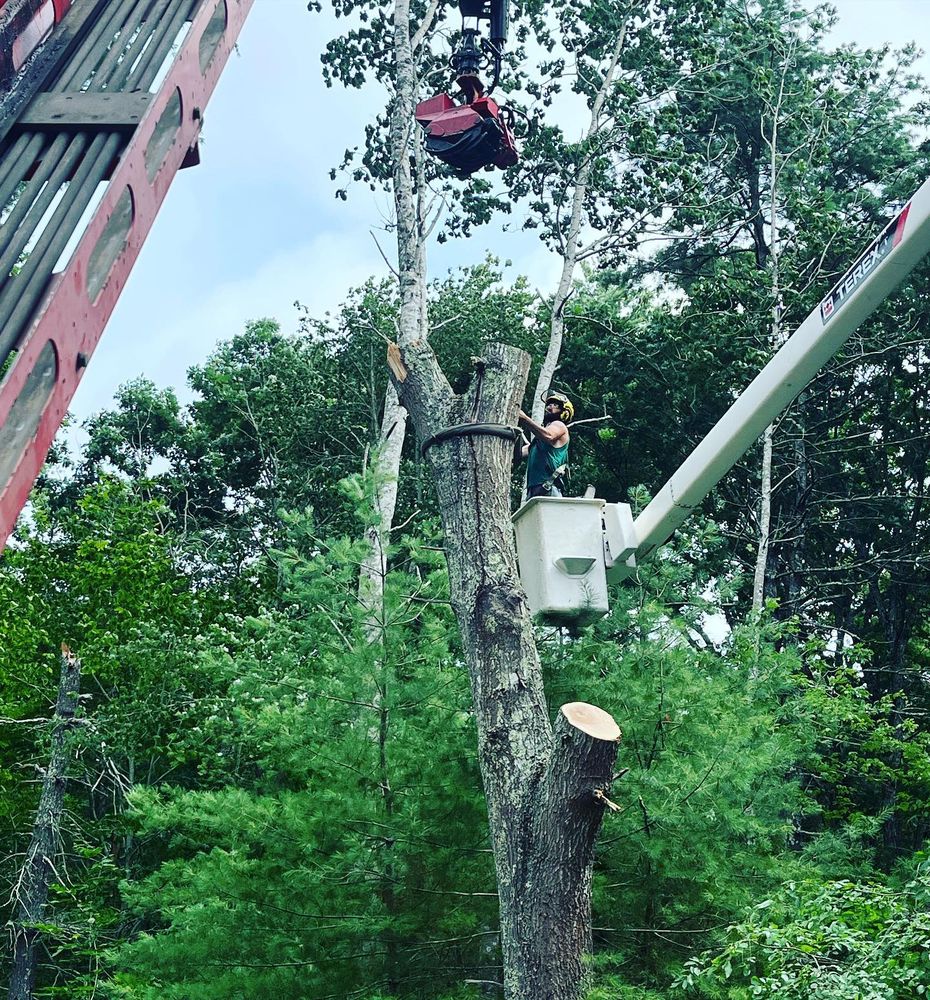 BEAVER TREE WORKS - Updated November 2025 - 20 Photos - 12 Freetown St ...