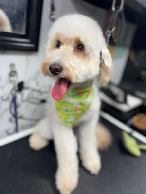 PAWRADISE MOBILE GROOMING - Updated June 2026 - 346 Photos & 154 ...