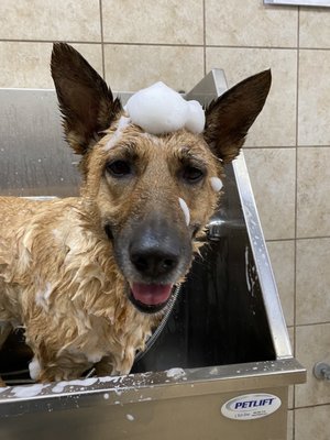 ALL DOGS UNLEASHED - Updated May 2025 - 81 Photos & 168 Reviews - 2401 ...