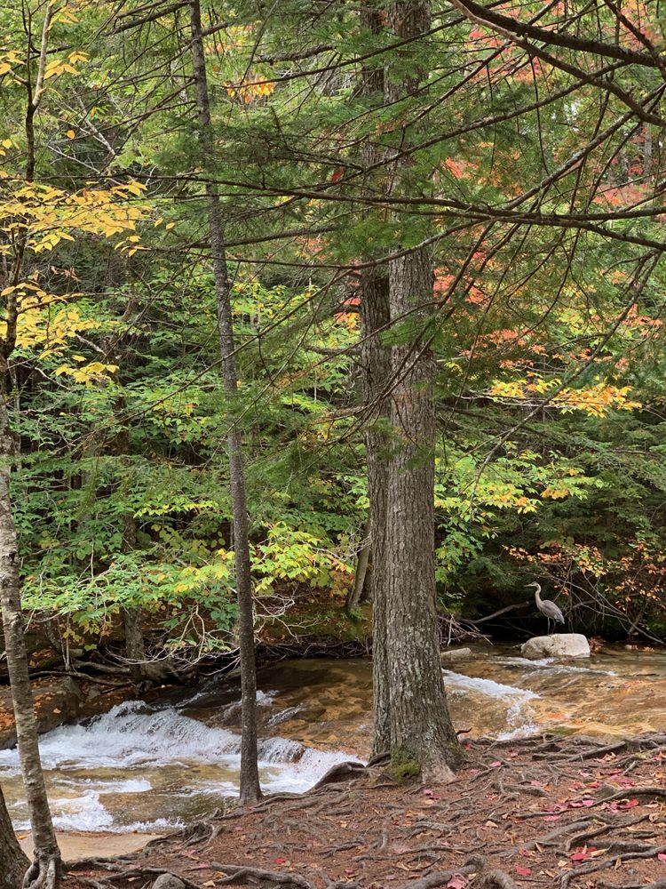 THE BASIN - 57 Photos & 25 Reviews - Lincoln, New Hampshire - Parks - Yelp