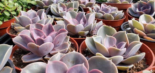 STAR SUCCULENT NURSERY - Updated February 2025 - 52 Photos & 25 Reviews ...