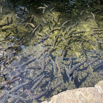 BONNEVILLE DAM FISH HATCHERY - Updated September 2025 - 532 Photos ...