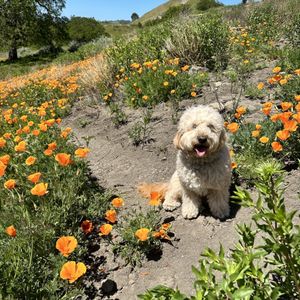 SAN RAMON VETERINARY HOSPITAL - Updated June 2024 - 121 Photos & 317 ...