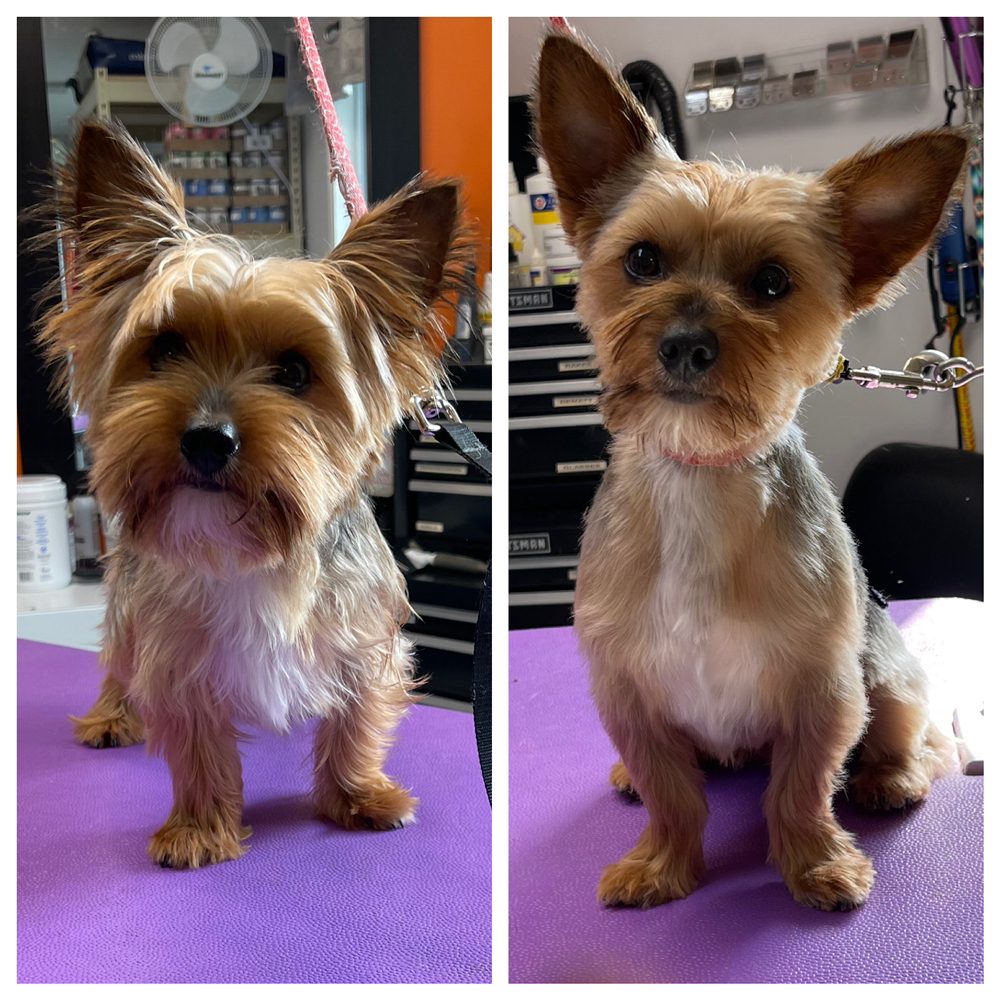 CRITTER CARE PLUS - Updated October 2025 - 86 Photos - 2181 Bethesda ...