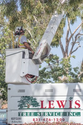LEWIS TREE SERVICE - Updated September 2025 - 78 Photos & 61 Reviews ...